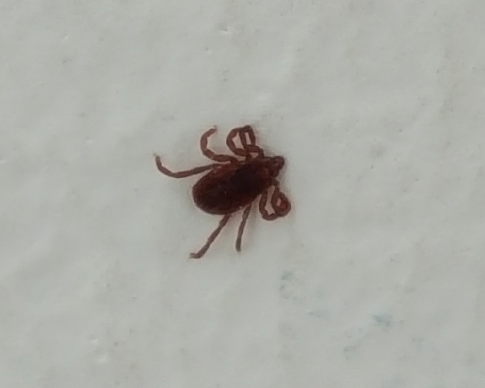 Flea and Tick in Singapore | Flea, Tick & Pest Control in Singapore ...